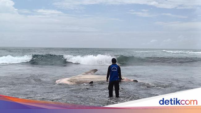 Dalam 5 Bulan, 4 Hiu Tutul-1 Paus Mati Terdampar di Pantai Cilacap
