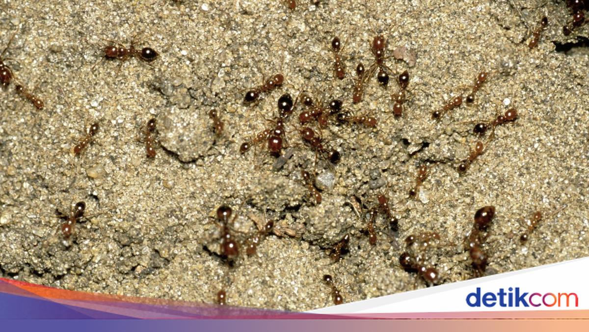 10 Cara Mengusir Semut agar Tidak Datang Lagi