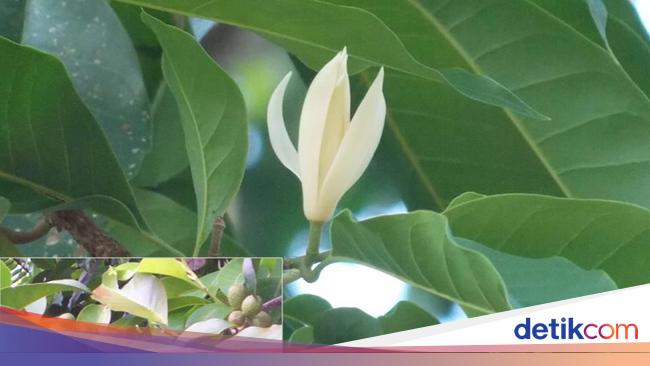 Mengenal Bunga Kantil dan Maknanya bagi Masyarakat Jawa