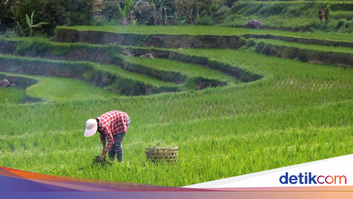 Mengenal Jajar Legowo pada Sistem Tanam Padi, Ini Keunggulan-Kekurangannya