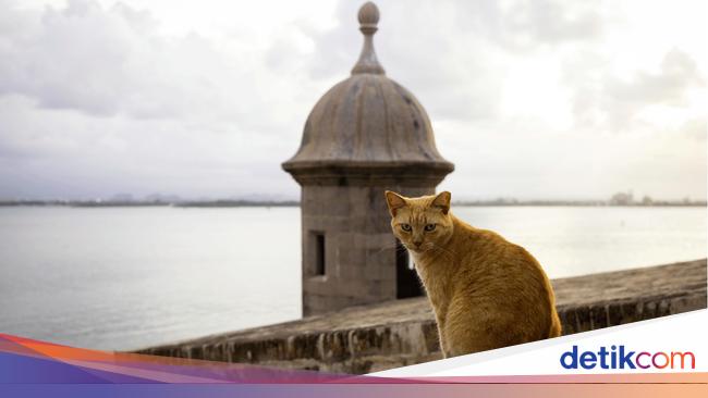 Warga dan Pemerintah Kota Ini Berseteru gegara... Kucing