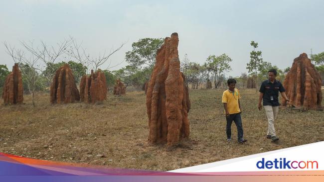 Tantangan Mantri BRI di Ujung Timur Indonesia, Bertemu Ular hingga ...