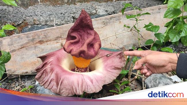 Bunga Bangkai Tumbuh di Belakang Rumah Warga, Begini Penampakannya