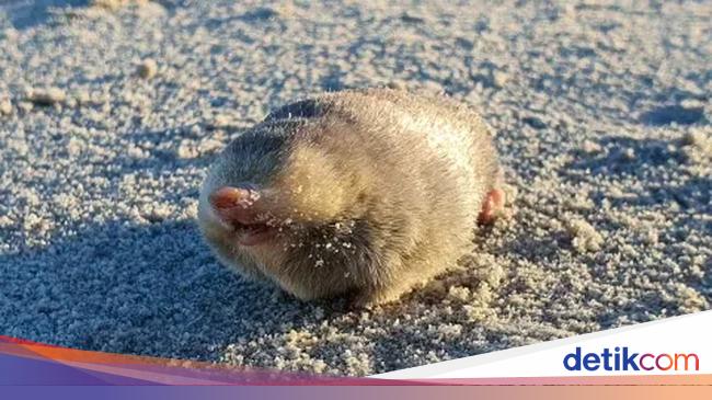 Hewan Ini Ditemukan Lagi Setelah Hampir 100 Tahun