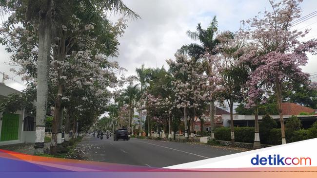 Unik! Bunga Tabebuya di Magelang Ini Mekar Setahun 4 Kali Bikin Geleng ...