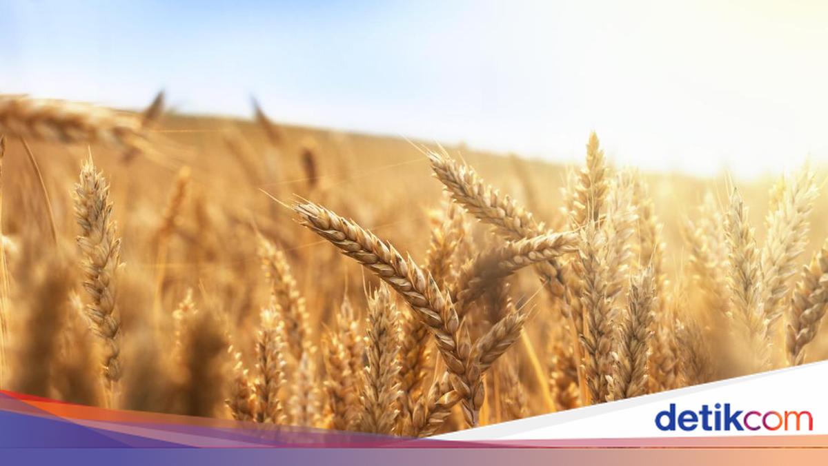 Pemerintah Sebut Sejumlah Daerah di RI Bisa Produksi Gandum
