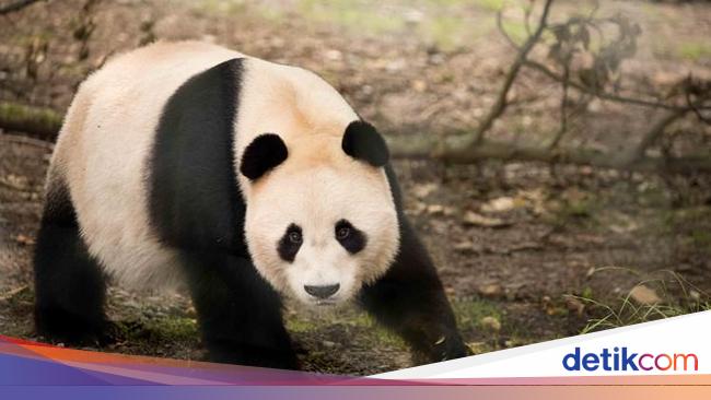 Satu-satunya Pasangan Panda di Inggris Raya Dipulangkan ke China