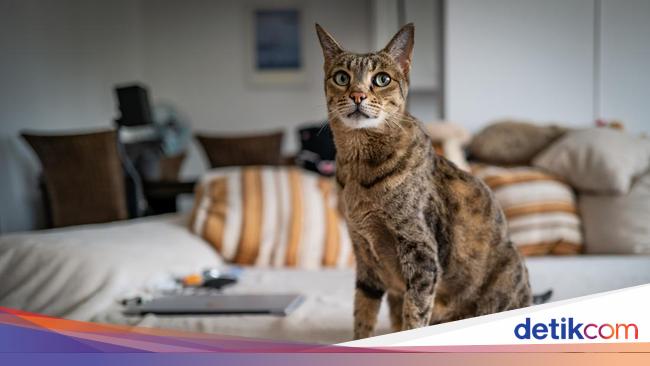 Mengapa Kucing Suka Mencakar Perabotan Rumah? Ini Penyebabnya