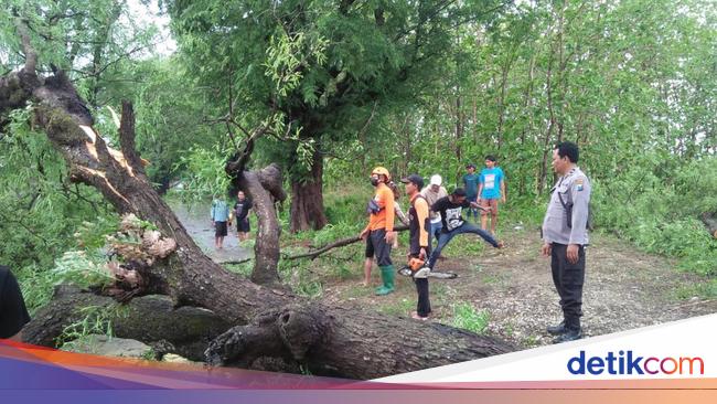Hujan Deras Disertai Angin Kencang Tumbangkan Pohon di Lamongan