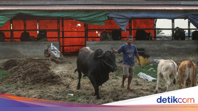 Wow! Sapi Seberat 550 Kg Juara Kontes, Ditaksir Puluhan Juta