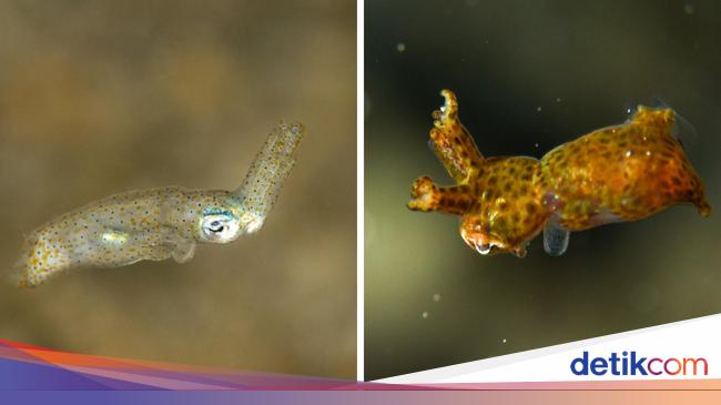 Cumi-Cumi Kerdil Ditemukan di Jepang, Namanya Terinspirasi dari Cerita ...