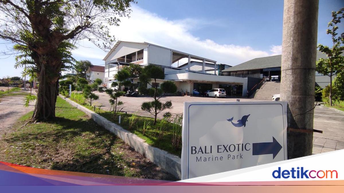 Bali Exotic Marine Park Belum Berkomentar soal Dugaan Penyiksaan Lumba ...