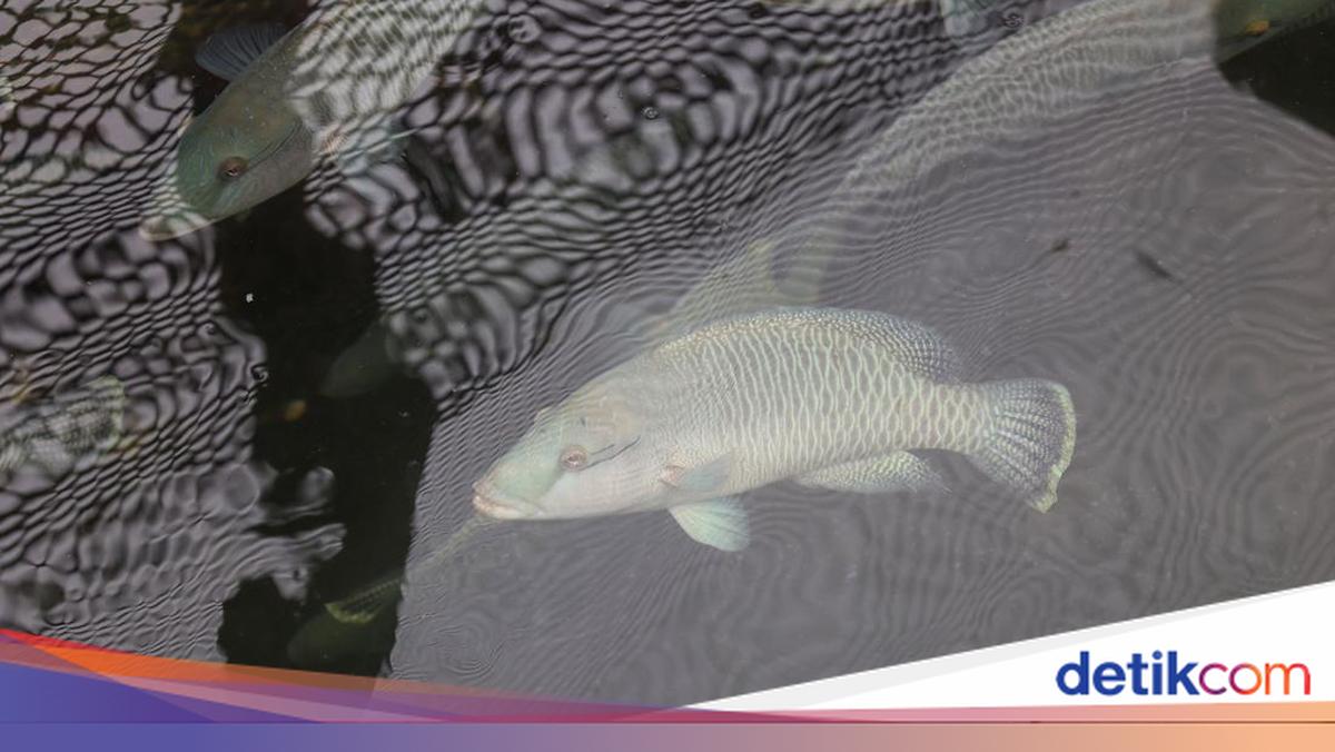 Ikan Napoleon Jadi Incaran Warga Hong Kong, Harganya Bisa Rp 1 Juta/Kg