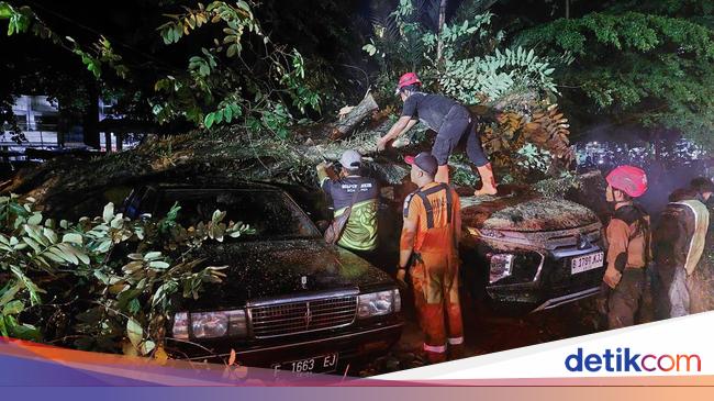 Hujan dan Angin Kencang di Bogor, Pohon Bungur Tumbang Timpa 3 Mobil