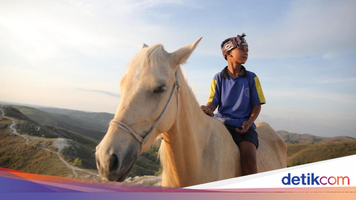 Eksotisme 4 Kuda NTT, dari Sandalwood hingga Sabu