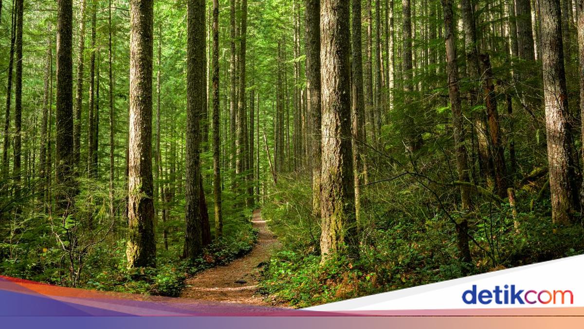 Hari Hutan Internasional 21 Maret 2025: Tema dan Cara Merayakan