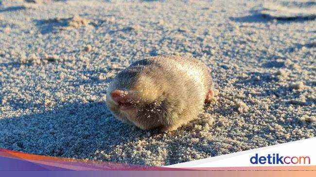87 Tahun Dicari, Akhirnya Tikus Langka yang Dianggap Punah Berhasil ...