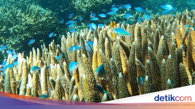 Pacific Ocean Discovery: Shocking Find Revealed - www.world-today ...