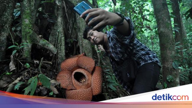 Bunga Rafflesia Kembar Tiga Mekar di Bengkulu