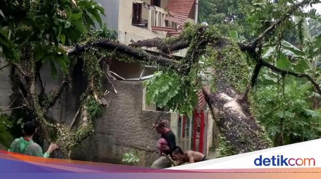 Angin Kencang Sebabkan Sejumlah Pohon di Bogor Tumbang, 3 Rumah Rusak
