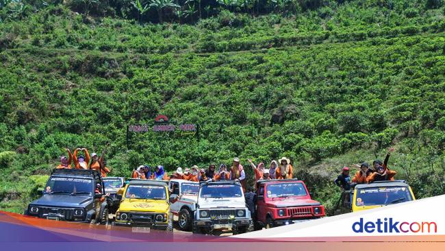 Foto: Sensasi Naik Jeep di Kebun Teh Kemuning, Aduhai Rasanya