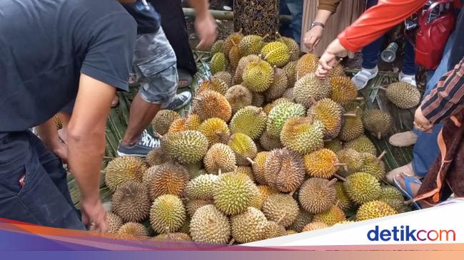 Hai Duren Lover! Durian di Banjarnegara Lagi Murah-murahnya, Cuma Goceng