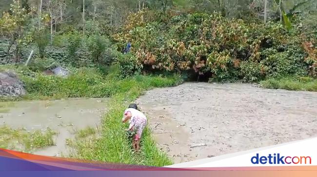 Desa Marante Toraja Utara Dilanda Banjir Lumpur, 3 Hektare Sawah Rusak