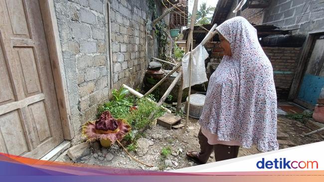 Tak Cuma di Pengasih, Bunga Bangkai Sempat Gegerkan Temon Dikira Bau Mayat