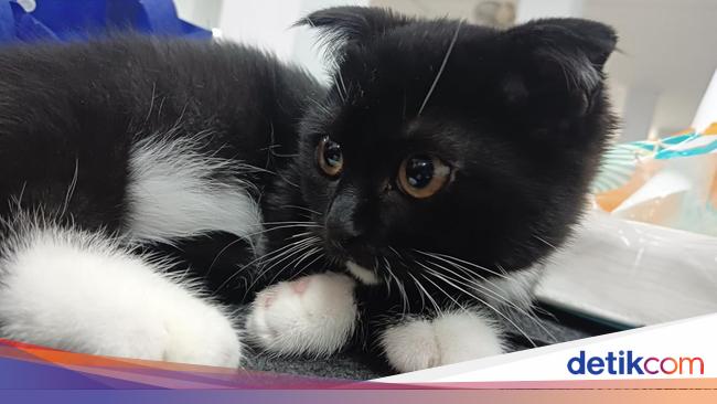 30 Nama Hewan dalam Bahasa Minang, Lengkap dengan Contoh Kalimat