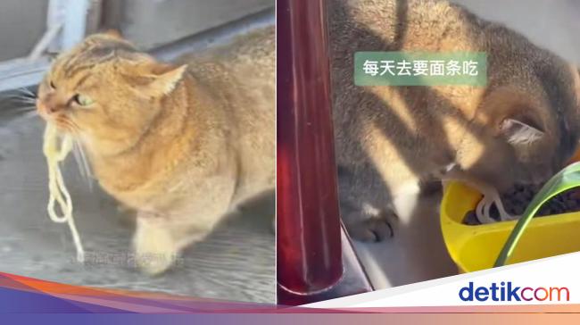 Gemas! Kucing di China Ini Hobinya Minta Mie ke Restoran Setiap Hari