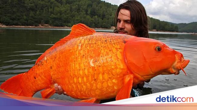 Ikan Mas Raksasa yang Bikin Geger Kanada