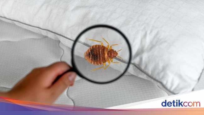 Hadapi Kutu Busuk yang Besarang di Kasur dengan 5 Jurus Ini!