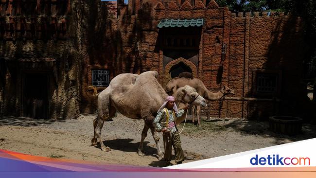 Melihat Unta hingga Zebra di Kebun Binatang Solo Safari