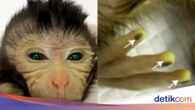 Hasil Rekayasa Genetik, Monyet Ini Punya Mata dan Jari Hijau Bersinar