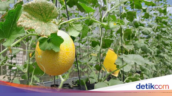 Melihat Perawatan hingga Panen Melon Sultan di Pangandaran