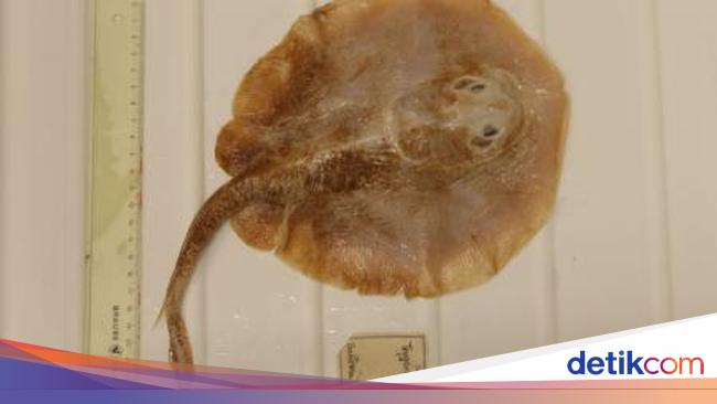 Ikan Pari Jawa Resmi Punah, Ilmuwan: Kepunahan Pertama Akibat Ulah Manusia