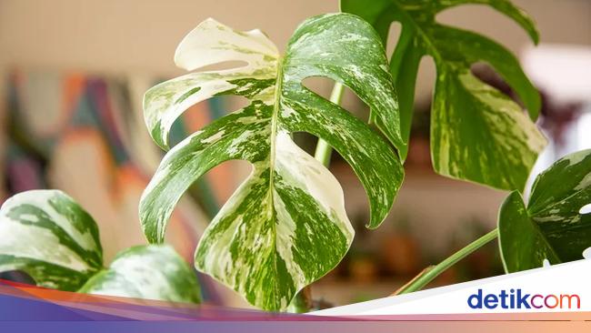 7 Tips Merawat Tanaman Hias Supaya Tumbuh Sehat dan Kuat di Rumah