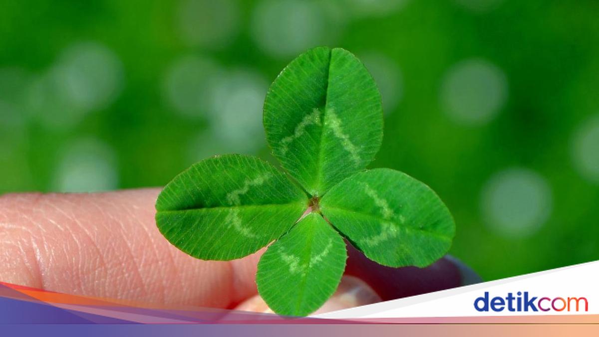 9 Fakta Menarik Semanggi Berdaun Empat, Tak Sekadar Tanaman Keberuntungan
