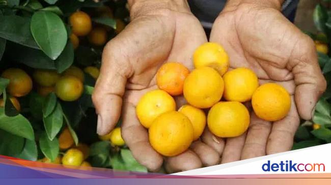 5 Fakta Jeruk Kimkit yang Viral dan Kulitnya Bisa Dimakan