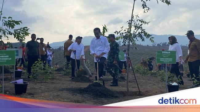 Jokowi Tanam Pohon di 3 Titik Kawasan IKN demi Wujudkan Kota Hijau