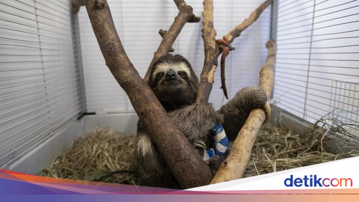 'Malas' Jadi Taktik Bertahan Hidup bagi Hewan Sloth, Kok Bisa?