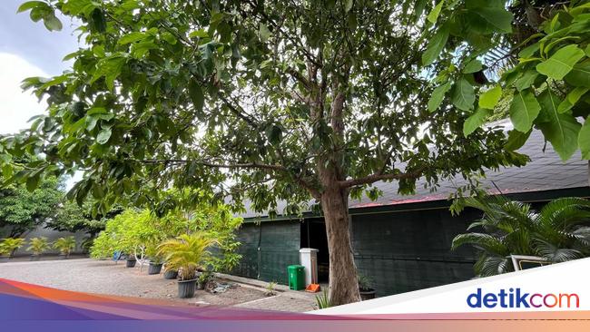Pohon Berbuah Manis di Keraton Jogja Ternyata Disiram Dawet! Kenapa Ya?