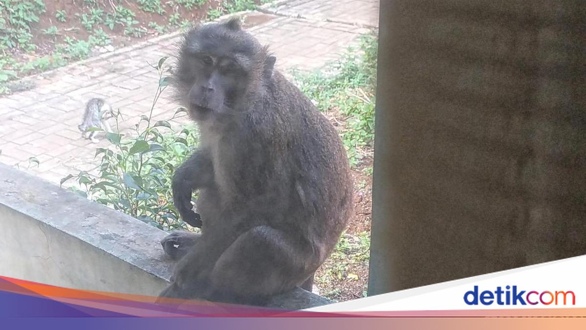 Teror Monyet Liar Resahkan Warga Cibadak Sukabumi
