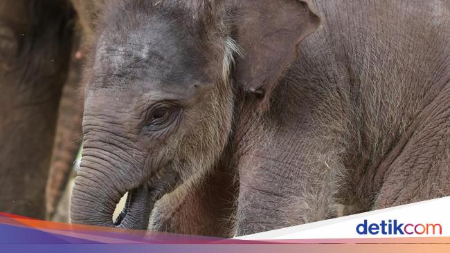 Lucunya Kama, Bayi Gajah Sumatera yang Lahir di Bali Zoo