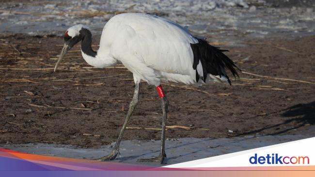 Penampakan Bangau Langka Mahkota Merah di China