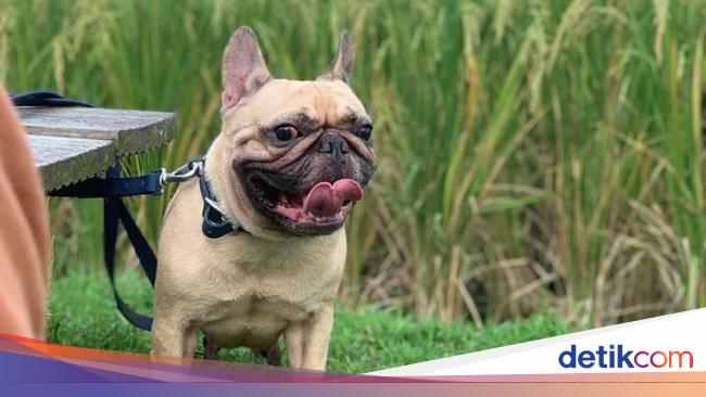 5 Hal Diketahui soal Chloe Anjing Imut Diduga Dijagal saat Libur Natal