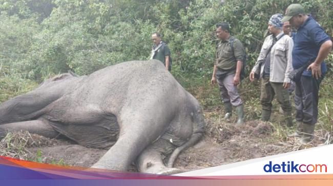 Gajah Penghuni TN Way Kambas Ditemukan Mati