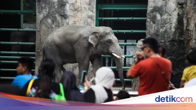 Kebun Binatang Ragunan: Jam Buka, Harga Tiket, Hingga Cara Belinya