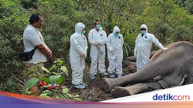 Petugas Temukan Cacing di Kotoran Gajah Penghuni TN Way Kambas yang Mati