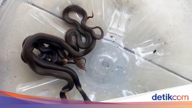 Ngeri! 14 Ular Kobra Berkeliaran di Gedung Sekolah TK Ngeri! 14 Ular Kobra Berkeliaran di Gedung Sekolah TK